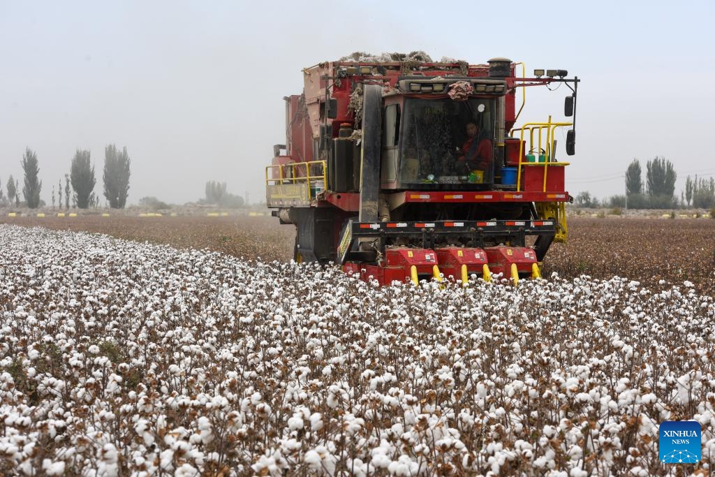 Harvest season of cotton starts in Aksu, China's Xinjiang - Global Times