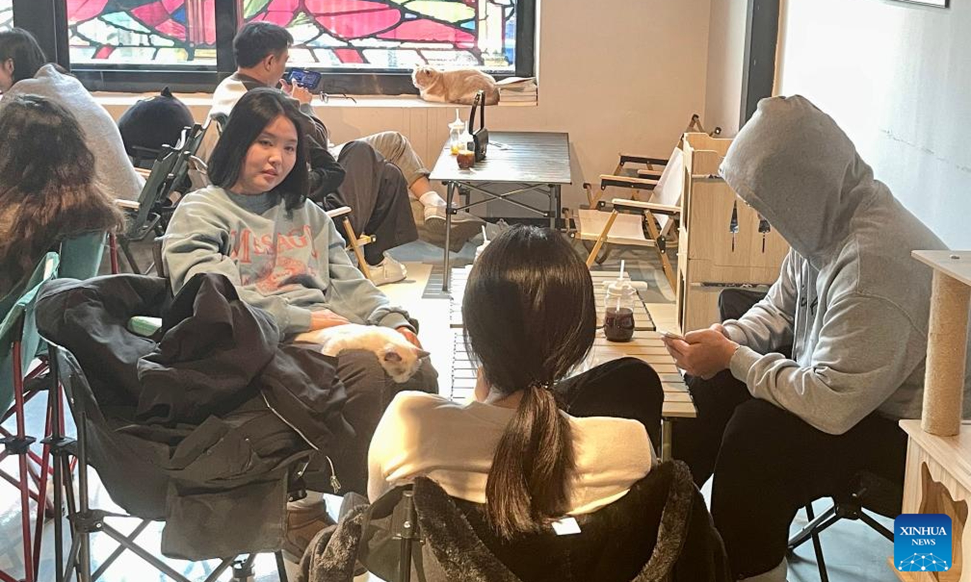 Blossoming pet cafes across China serve joy, warmth - Global Times