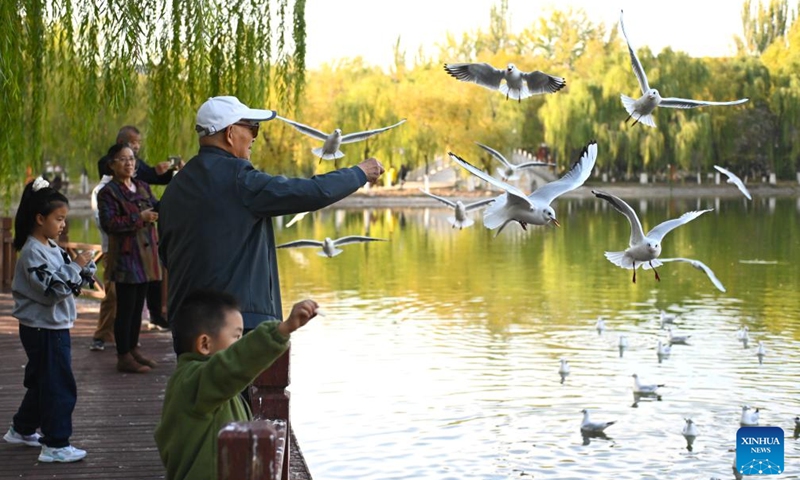 Red-billed gulls seen in Yinchuan as city's ecological efforts ...