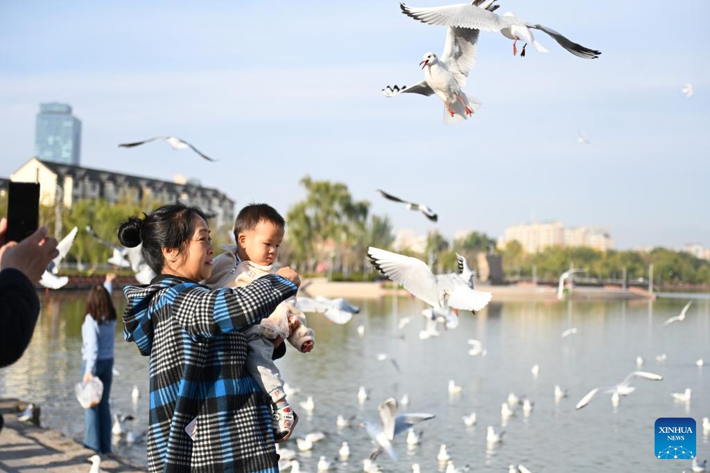 Red-billed gulls seen in Yinchuan as city's ecological efforts ...