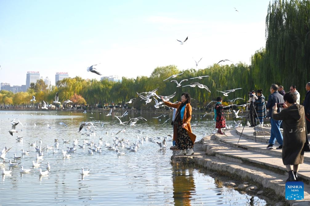 Red-billed gulls seen in Yinchuan as city's ecological efforts ...