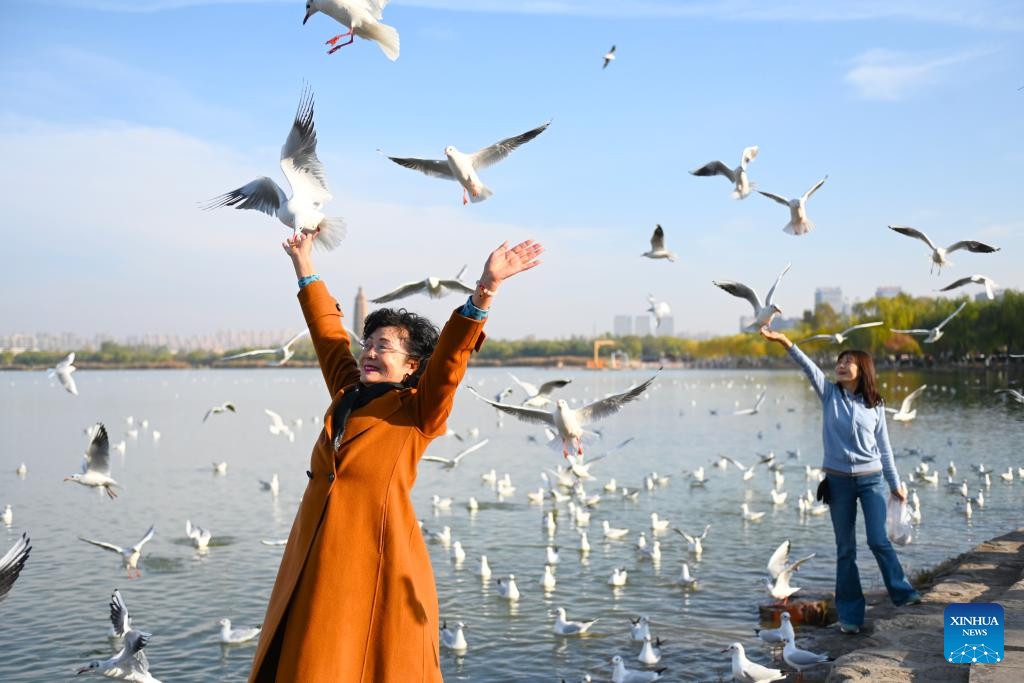 Red-billed gulls seen in Yinchuan as city's ecological efforts ...