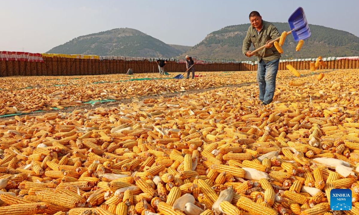 Farmers busy with autumn harvest across China - Global Times