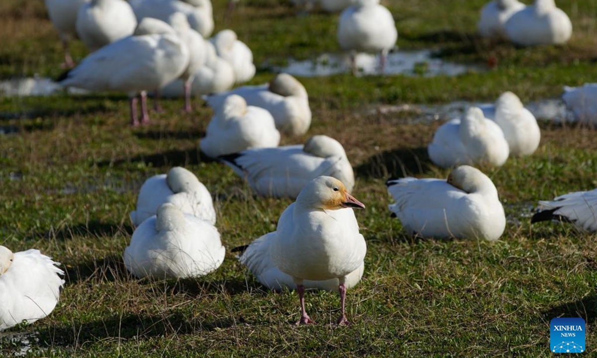Migrating snow geese seen at Garry Point Park in Canada - Global Times