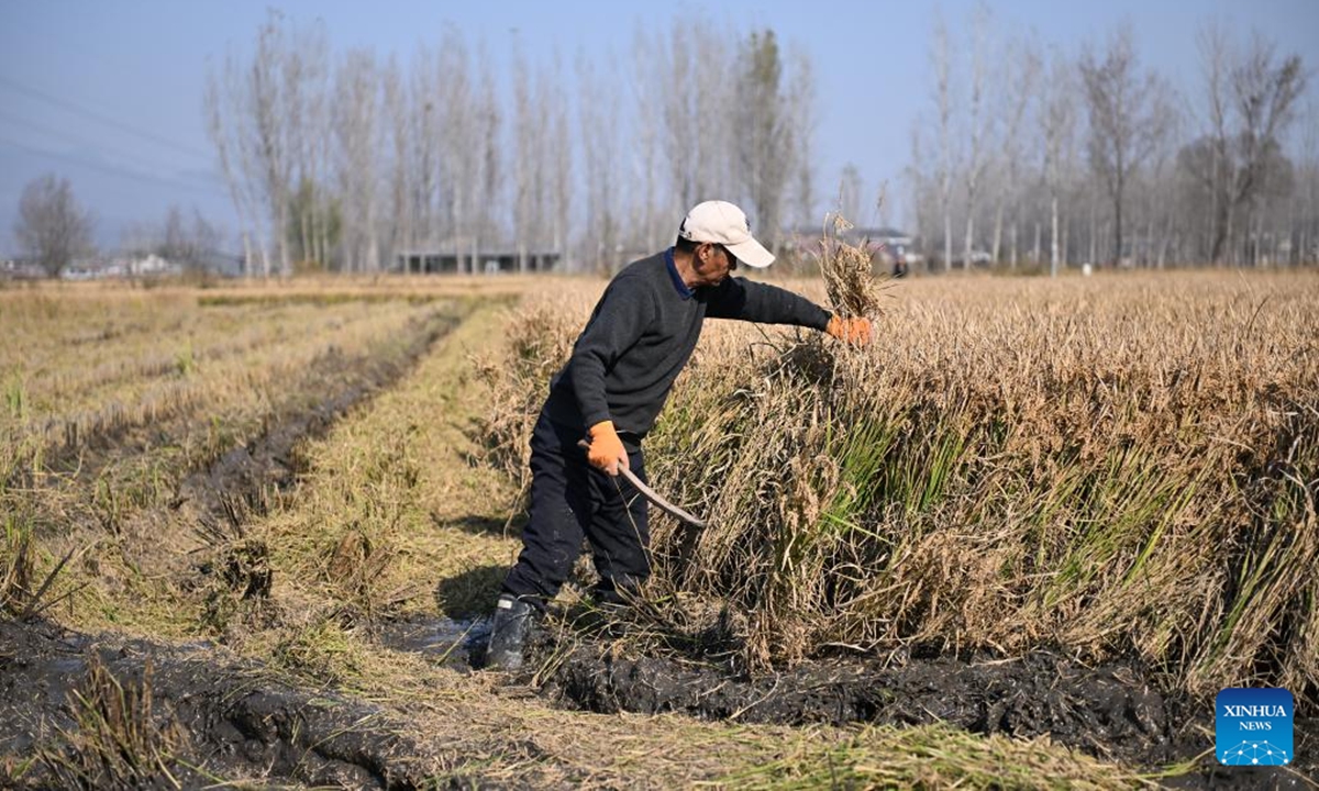 Zhuozhou enhances popularity and market competitiveness of local rice ...