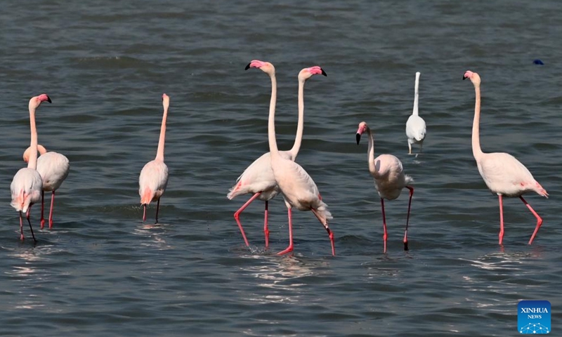 Flamingos in Kuwait City - Global Times