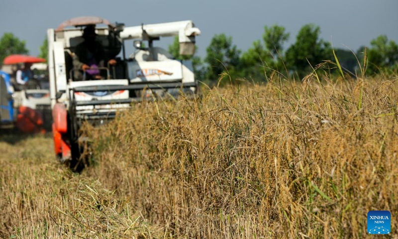 Rice harvested in field on outskirts of Yangon, Myanmar - Global Times