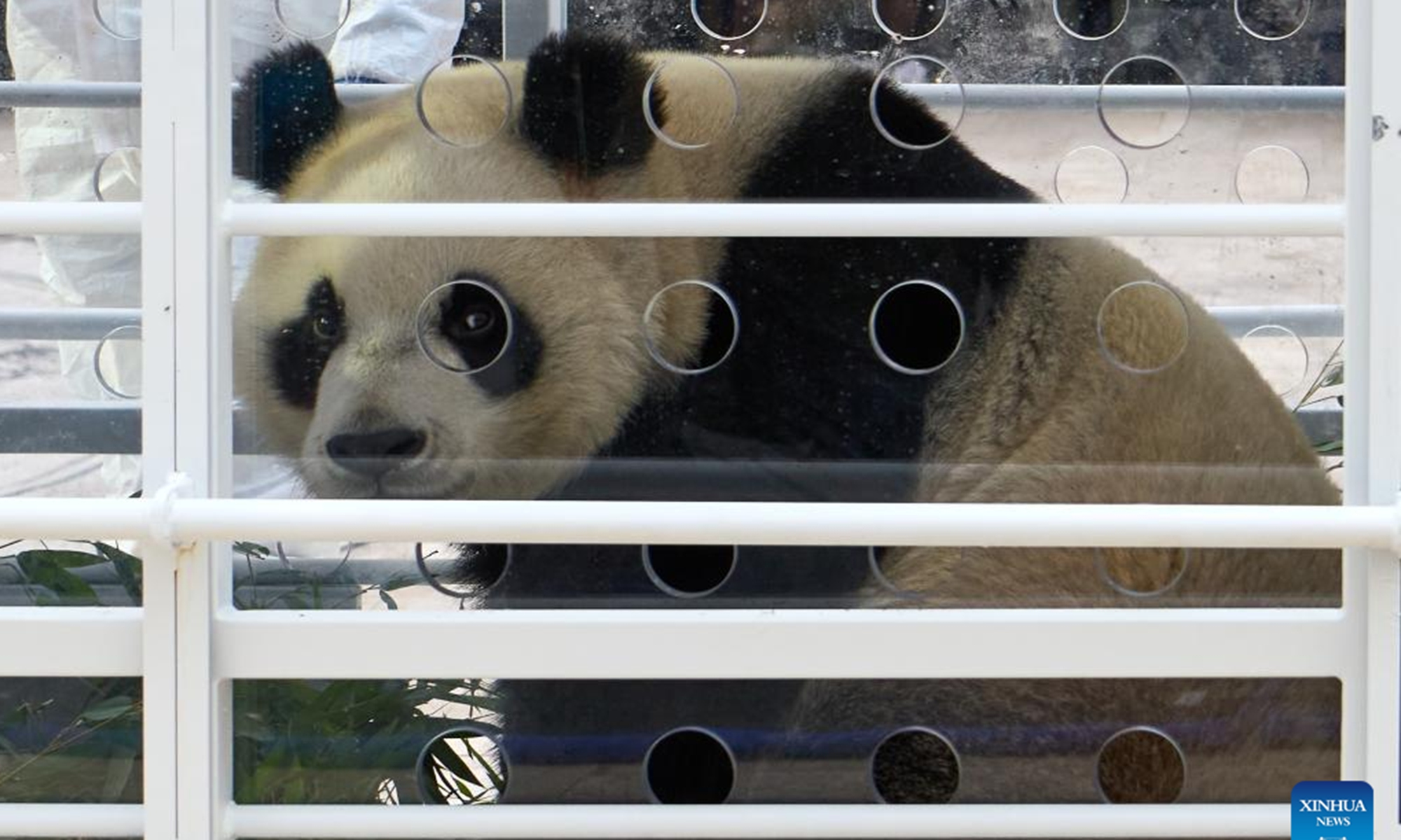 Three giant pandas born in Belgium return to China - Global Times