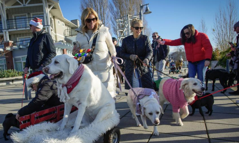 In pics: Holiday Dog Parade in Canada - Global Times