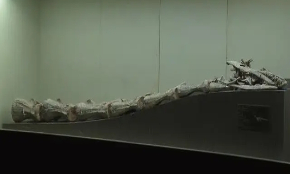 Fossil of new dinosaur species discovered in SW China’s Yunnan - Global ...