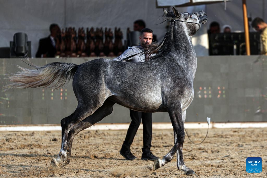 Horse beauty contest kicks off in Cairo - Global Times