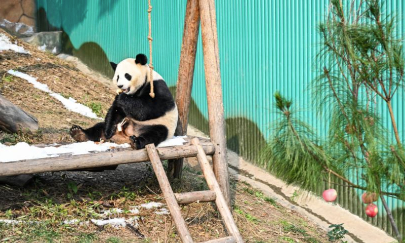 Locajoy animal theme park in Chongqing holds celebration for four giant pandas - Global Times