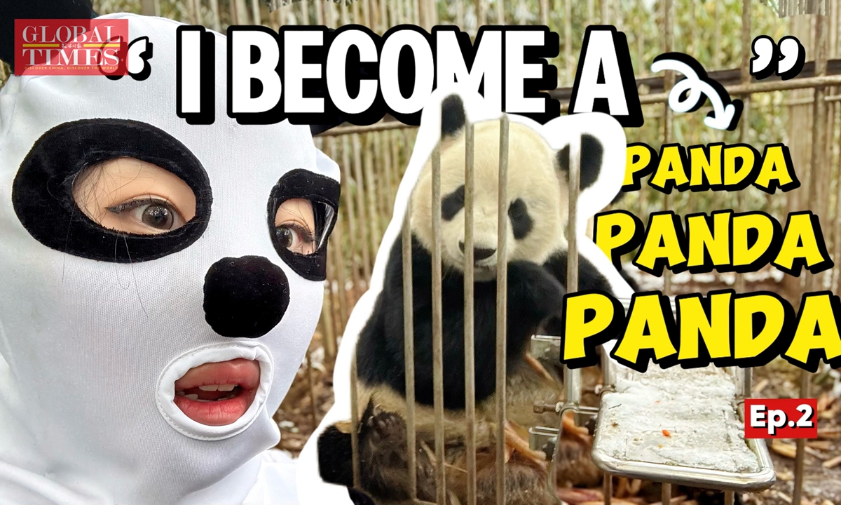 Panda rewilding program? First step: become a panda! ｜Panda Diaries Ep.2 - Global Times