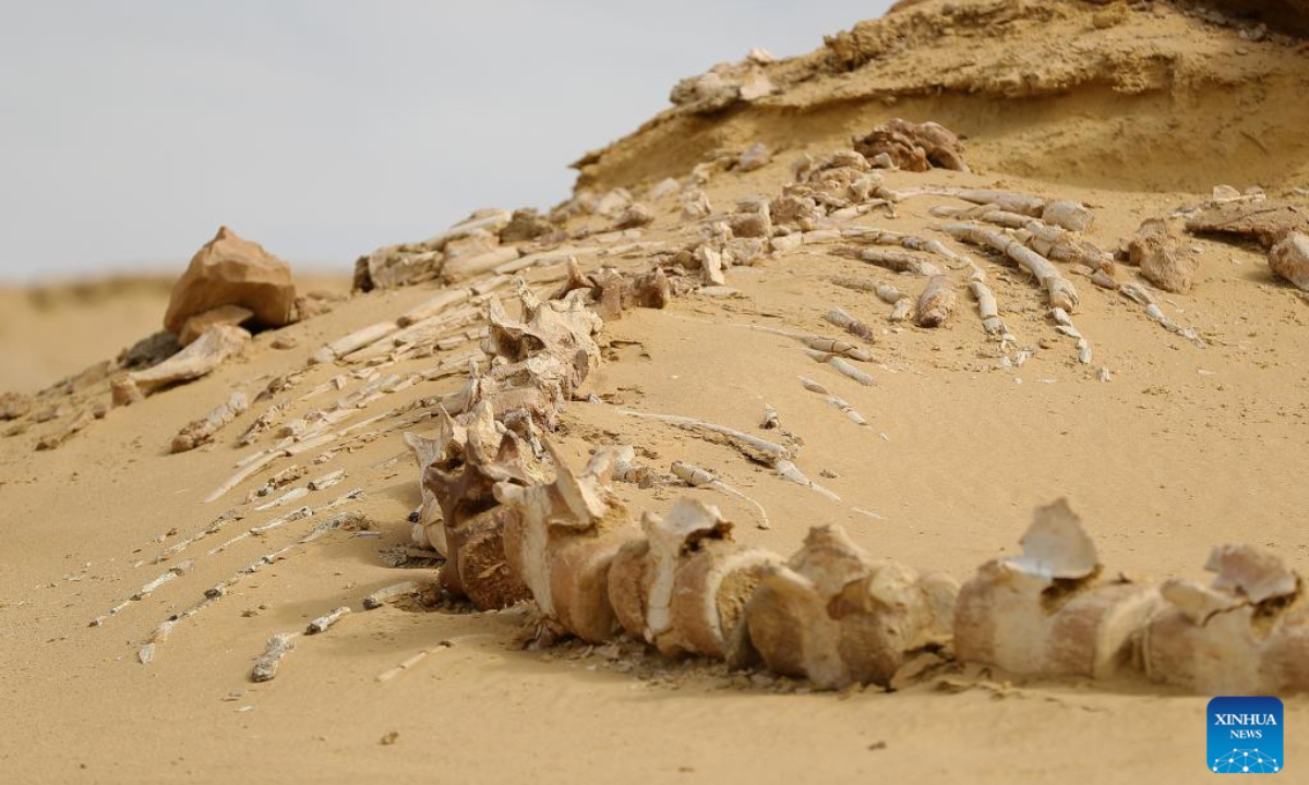 A glimpse of Whale Valley in Fayoum, Egypt - Global Times