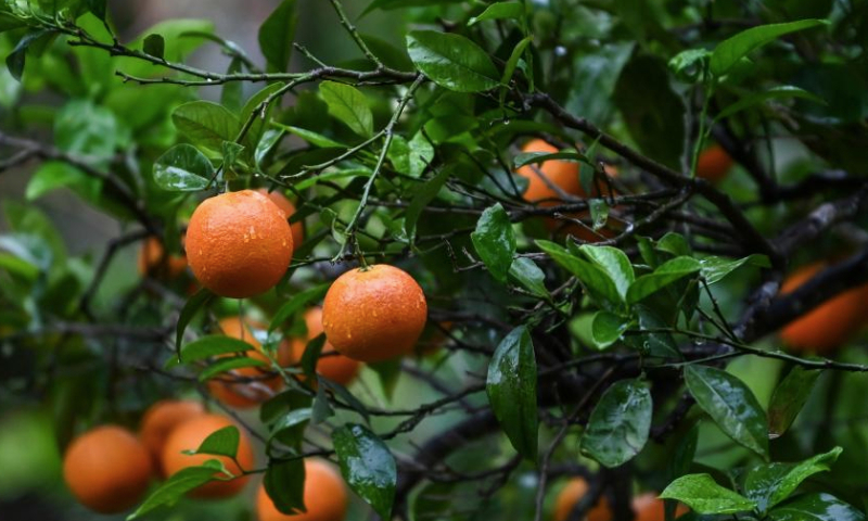 Annual citrus festival held in Attard, Malta - Global Times