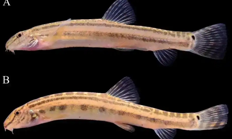 New fish species discovered in Beijing in over 40 years - Global Times