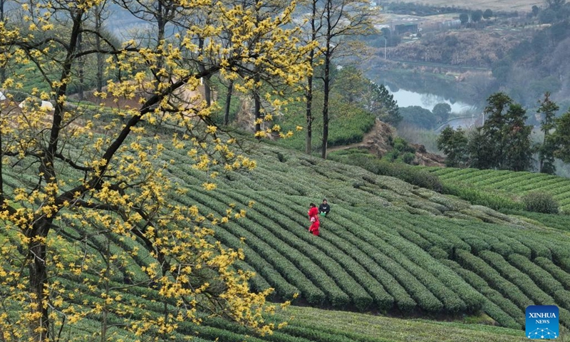Spring tea harvest across China - Global Times
