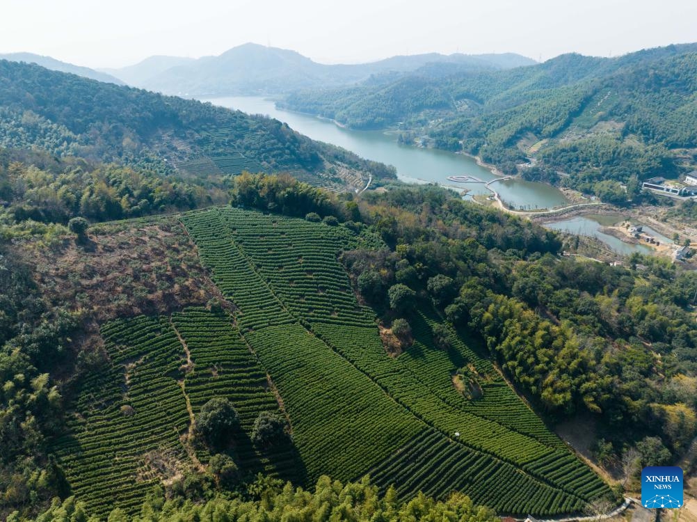 Harvest season of spring tea arrives in Zhejiang - Global Times