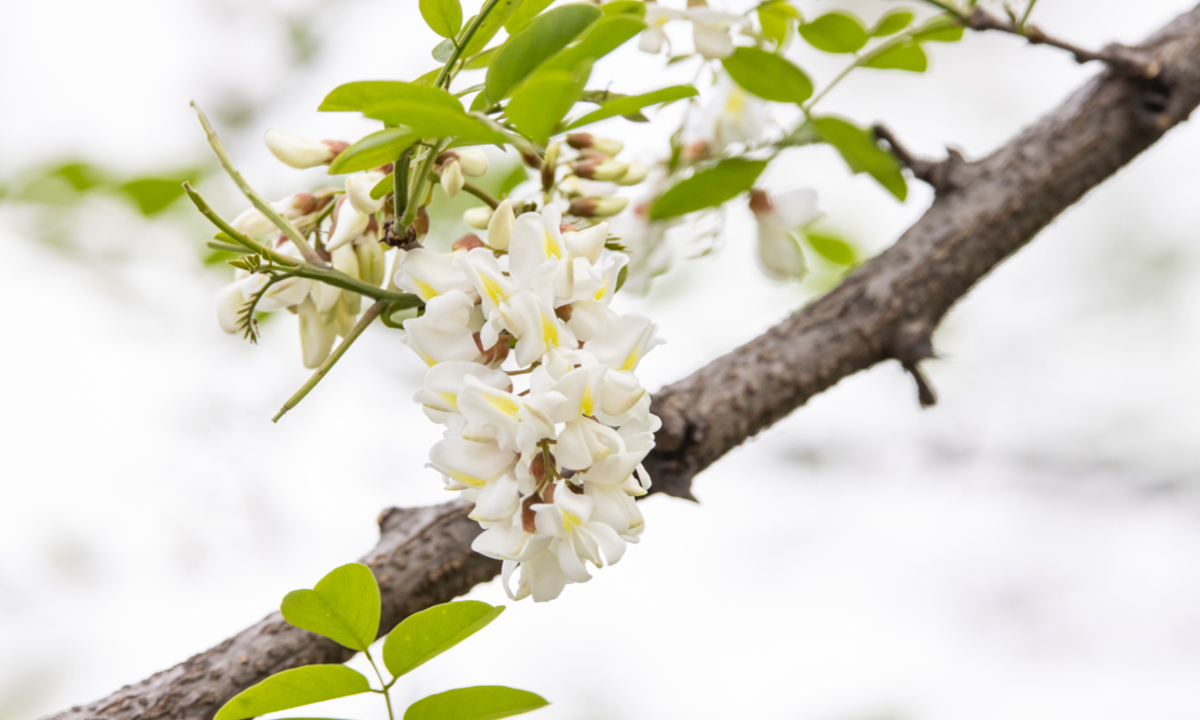 Locust trees in full bloom - Global Times