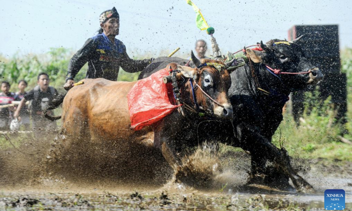 Bull racing event held in East Java, Indonesia - Global Times