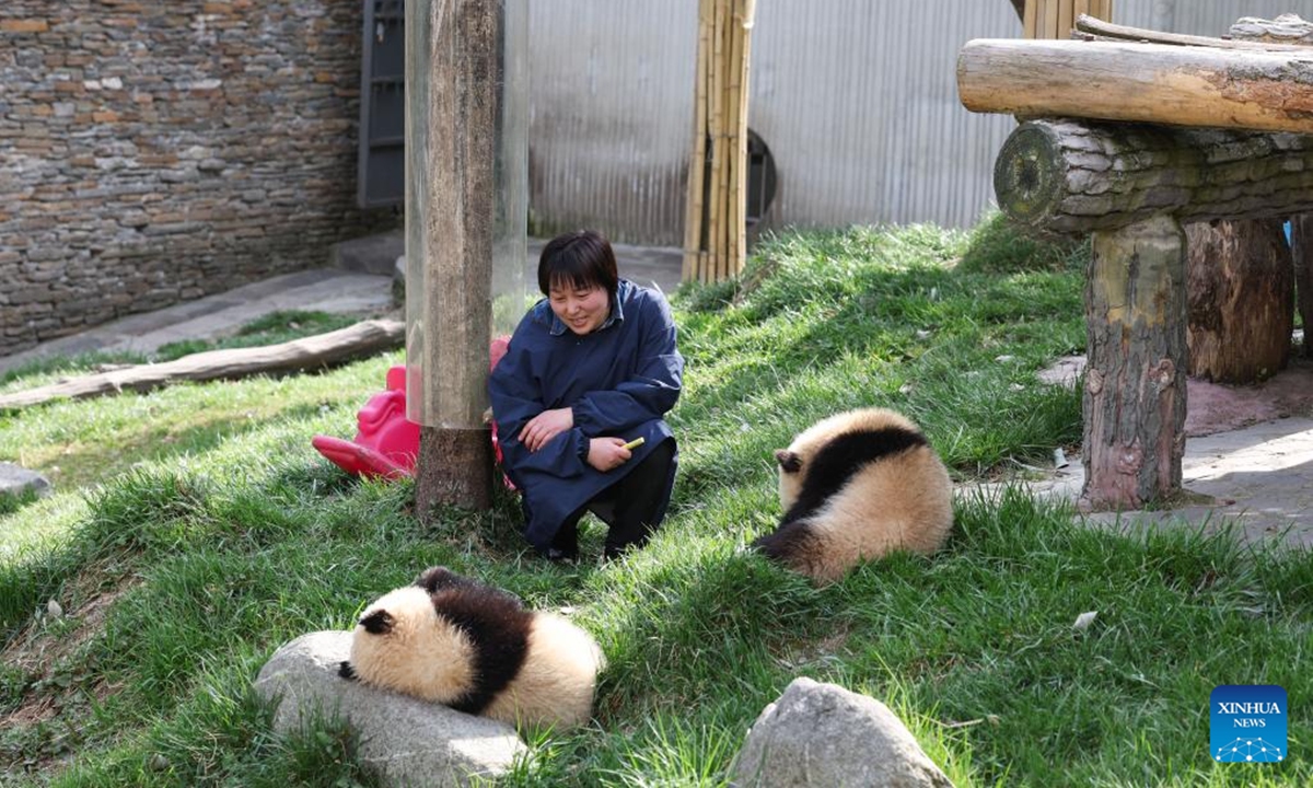 A keeper grows alongside giant pandas - Global Times