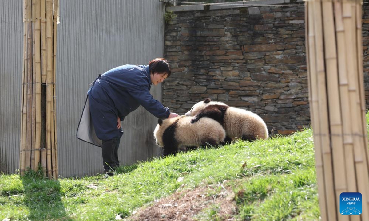 A keeper grows alongside giant pandas - Global Times