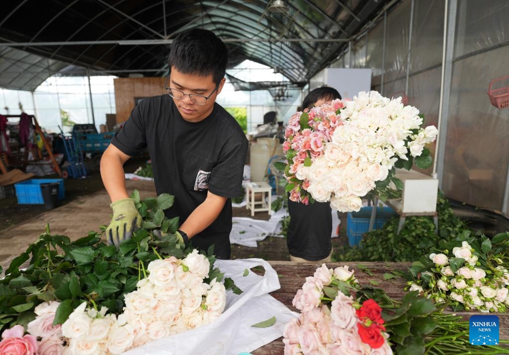 Local young people start rose business after college graduation in ...