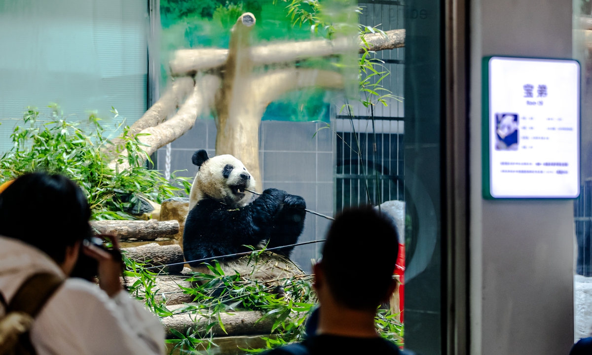 Panda joy - Global Times