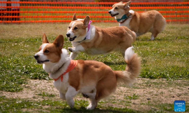 Corgi race held in Vancouver, Canada - Global Times
