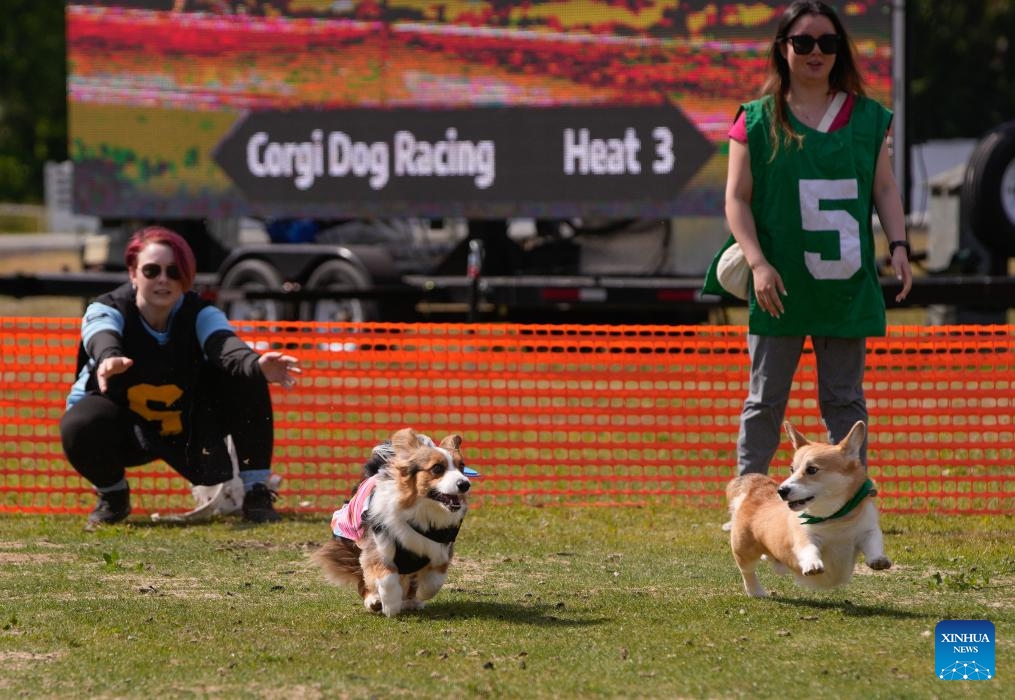 Corgi race held in Vancouver, Canada - Global Times