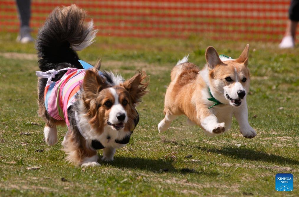Corgi race held in Vancouver, Canada - Global Times