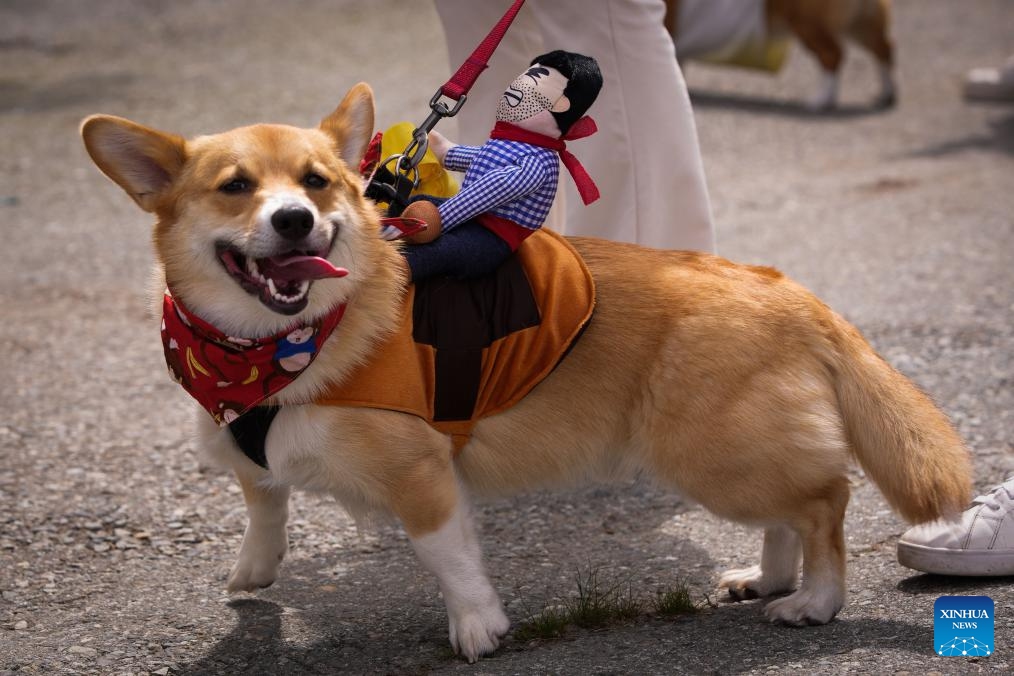 Corgi race held in Vancouver, Canada - Global Times