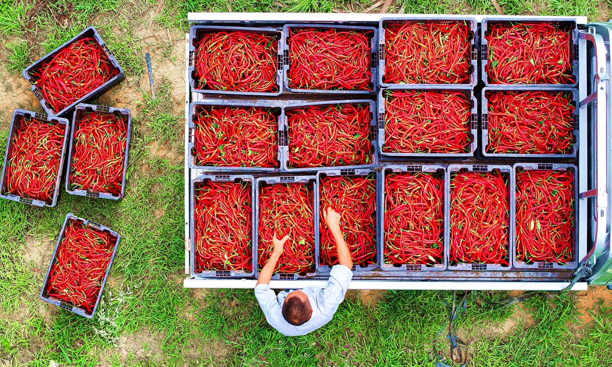 Pepper harvest - Global Times