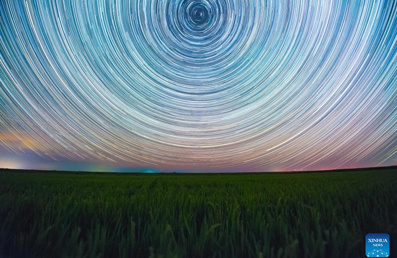 China's "grain barn" sees crops enter ripening stage - Global Times