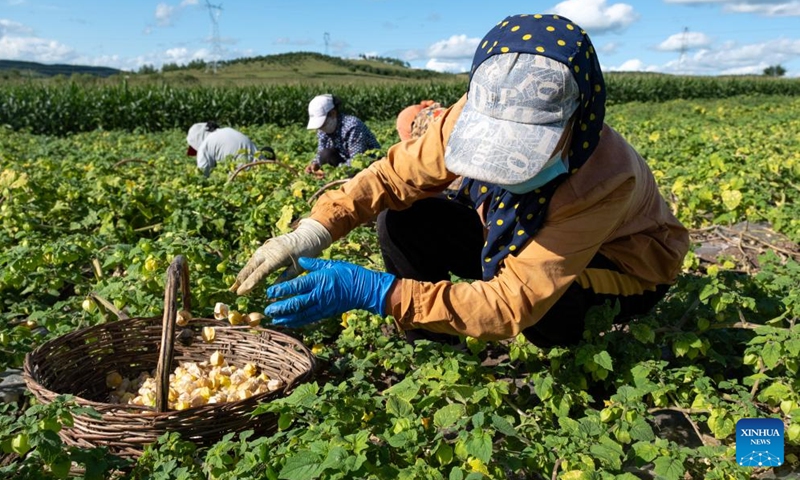 Ground berries enter harvest season in Hulun Buir, north China - Global ...