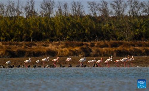 Flamingos winter in Yancheng City, E China's Jiangsu - Global Times