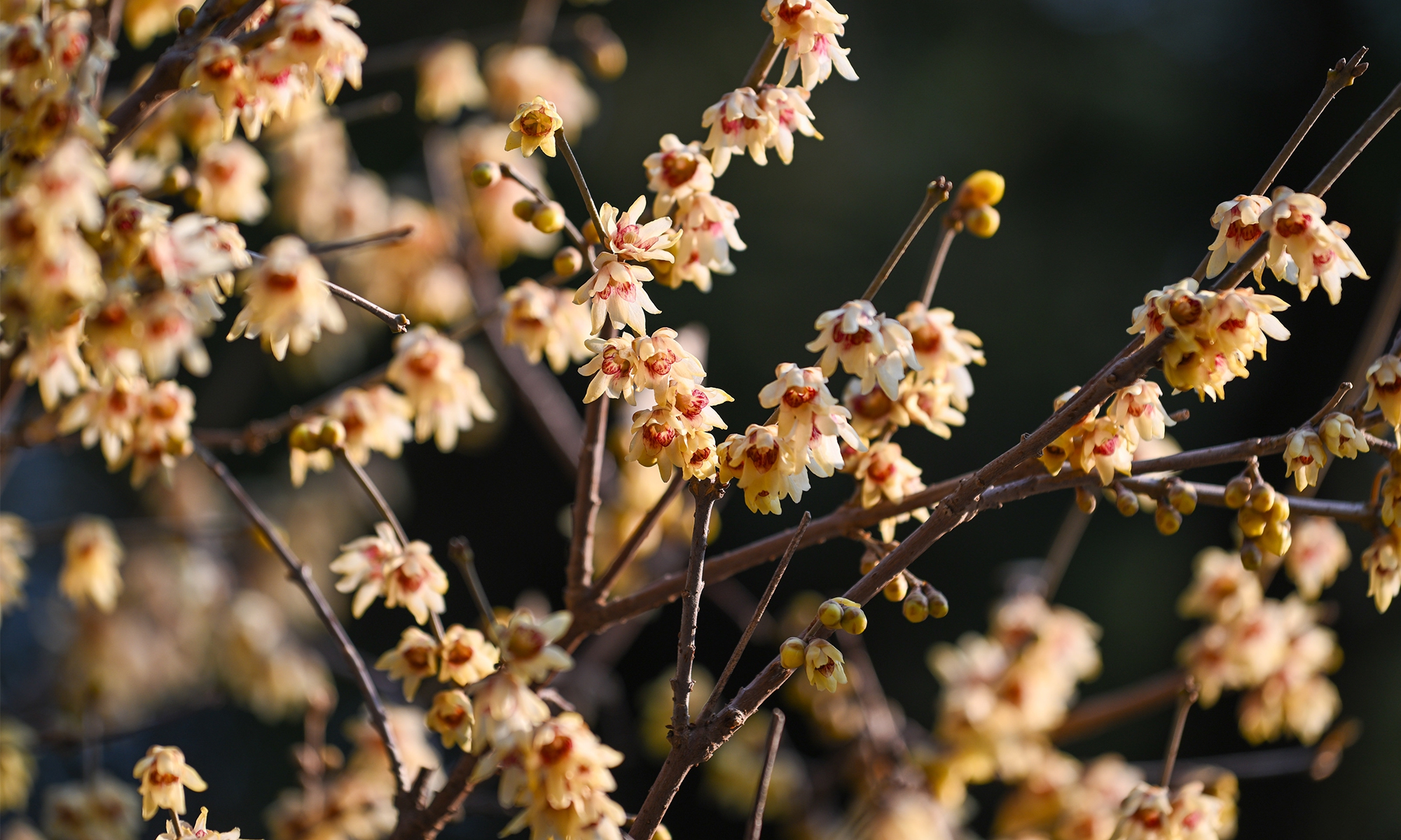 Wintersweet flowers bloom at China National Botanical Garden - Global Times