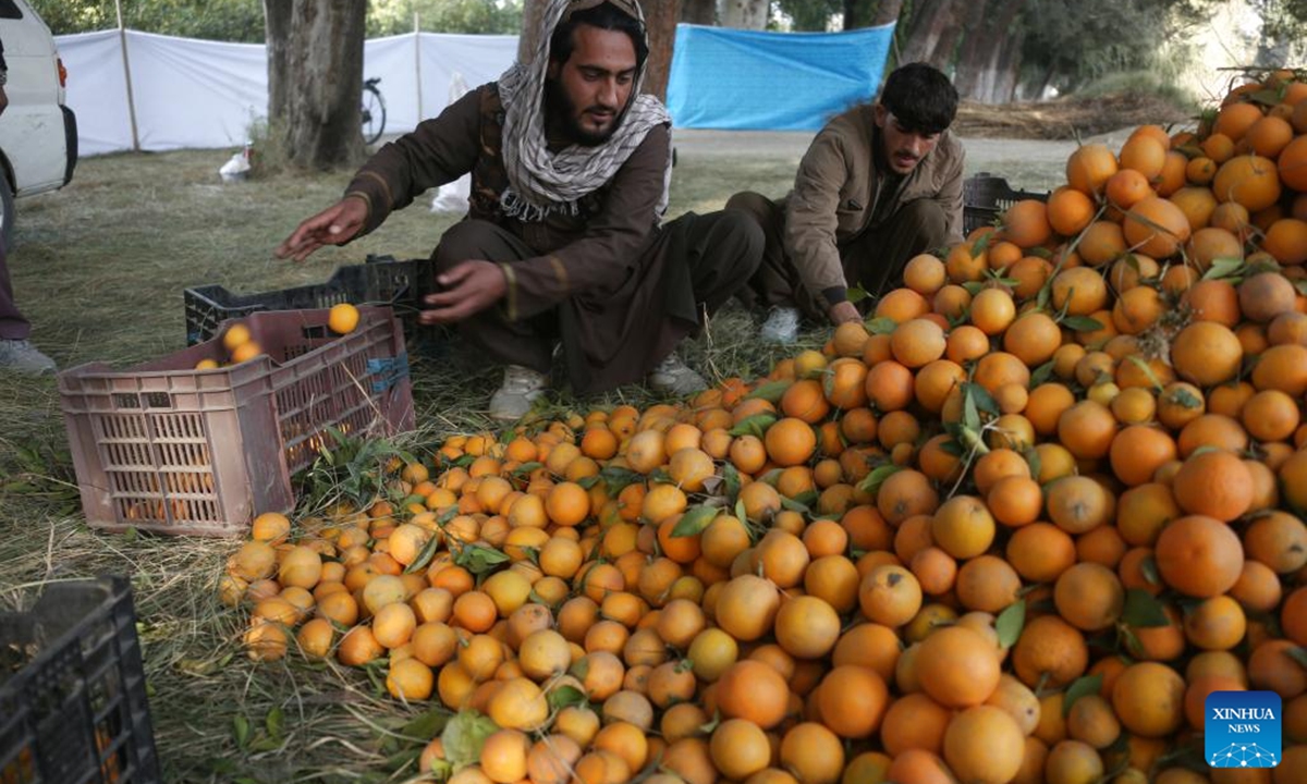 The unwavering hope in Nangarhar's orange orchards - Global Times